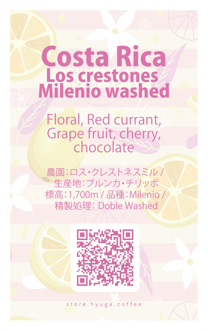 【浅煎り】コスタリカ ロス・クレストネス ミレニオ ダブルウォッシュド / Costarica los Crestones Milenio ...